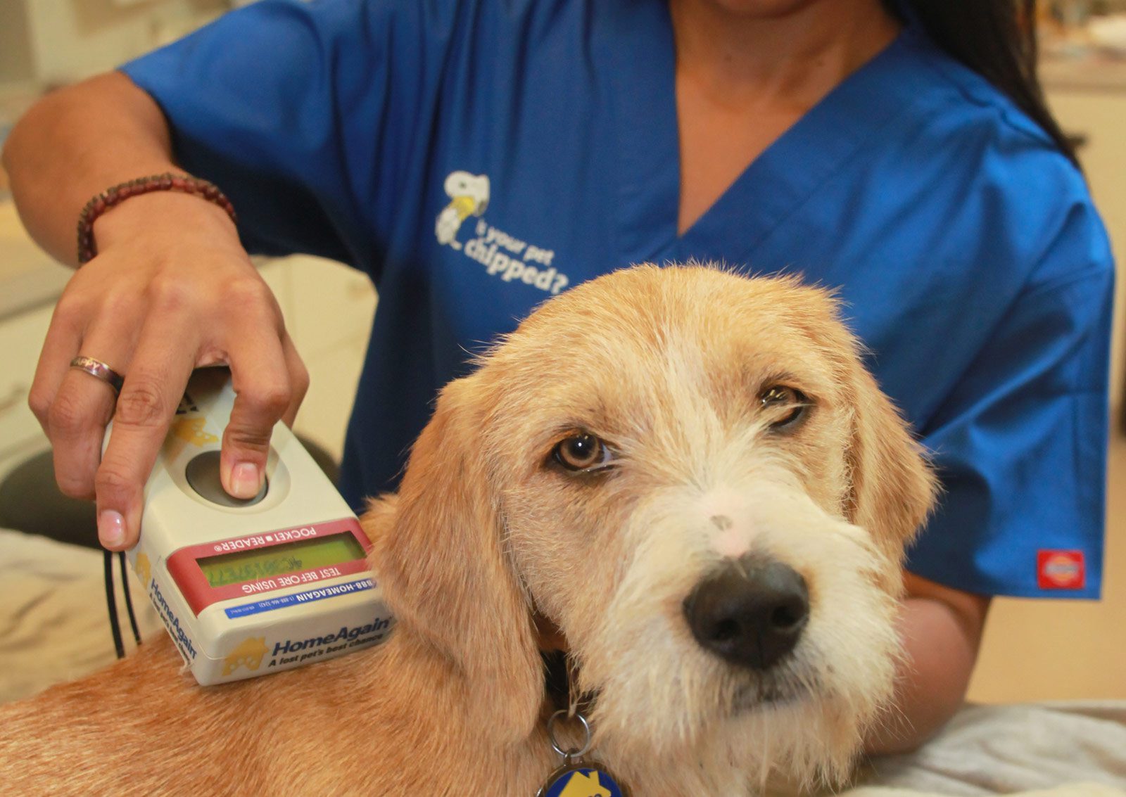 Pet Microchips | Case Study | Rosica